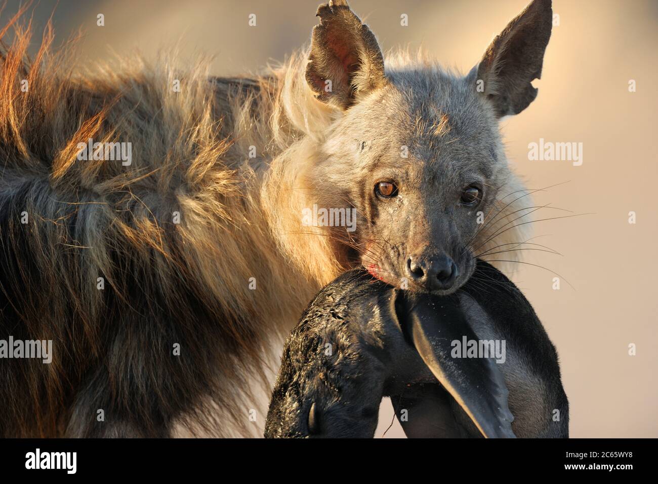 Dead hyena hi-res stock photography and images - Alamy