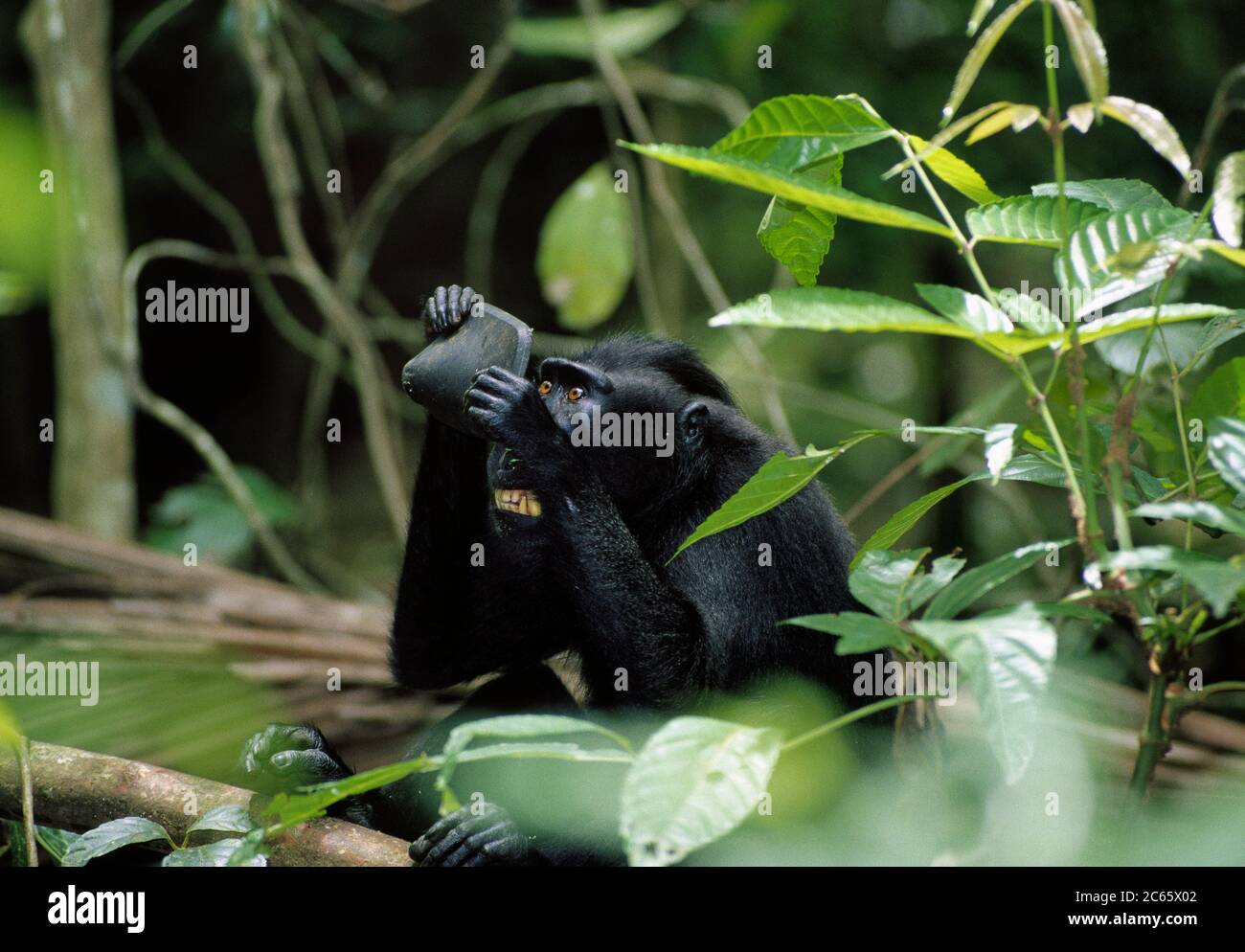 Celebes crested macaque (Macaca nigra) looking at itself in mirror ...
