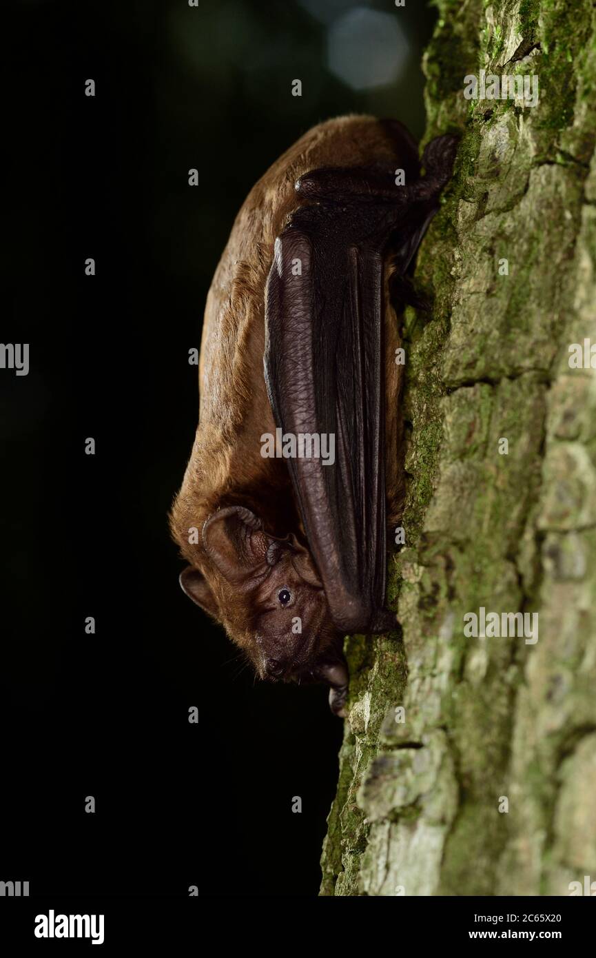 Common noctule (Nyctalus noctula) on Oak Kiel, Germany Stock Photo - Alamy