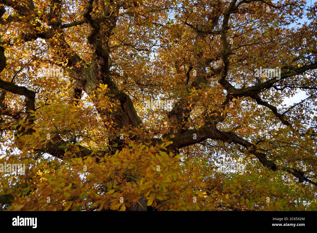 English oak tree (Quercus robur) treetop in autumn colours. Single oak ...