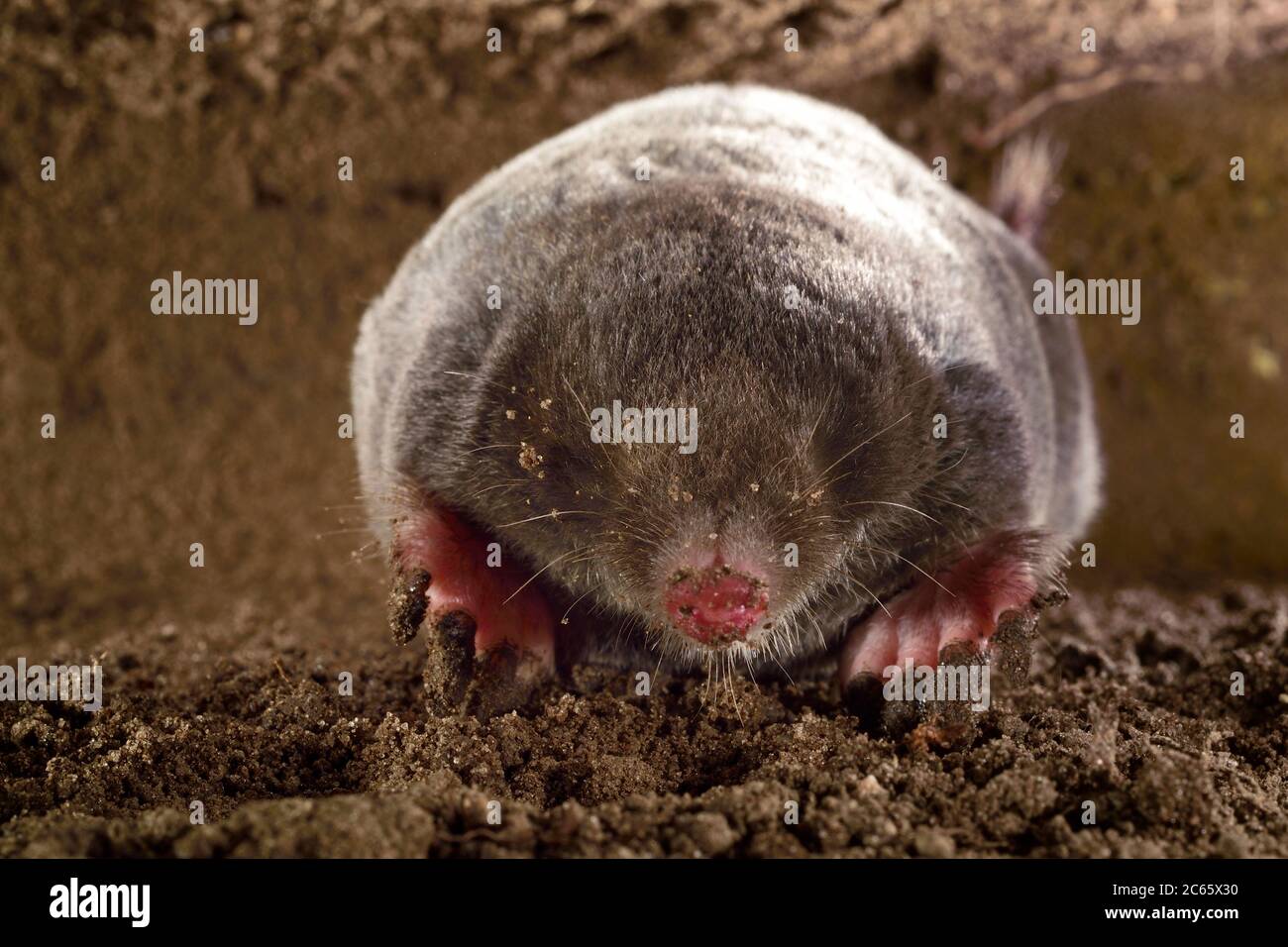 European Mole (Talpa europaea) in its subterranean burrow, Kiel ...