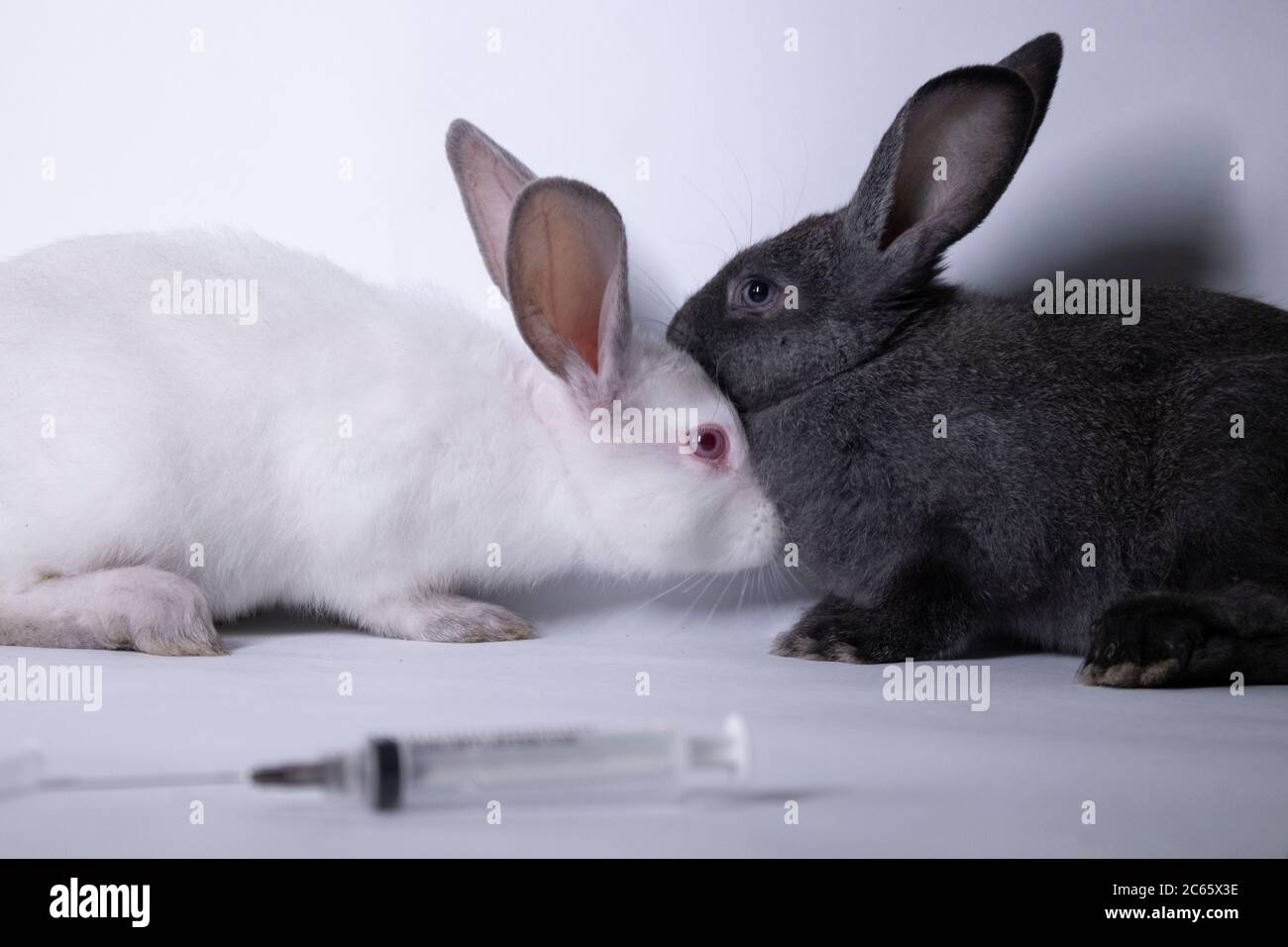 scared white and gray rabbits near an injection. copy space. veterinary ...