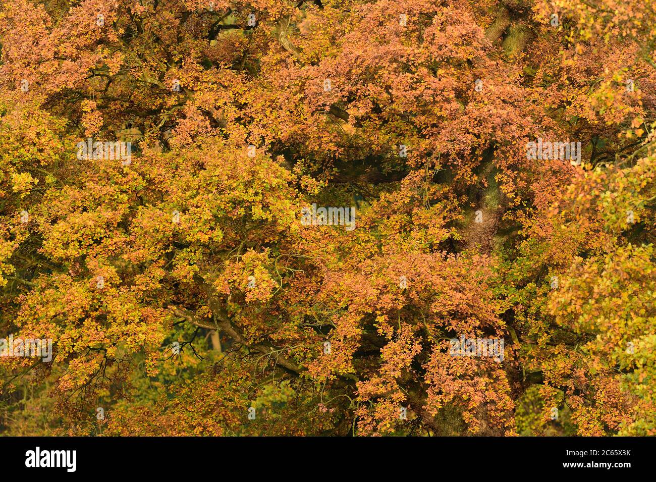 English oak woodland hi-res stock photography and images - Alamy