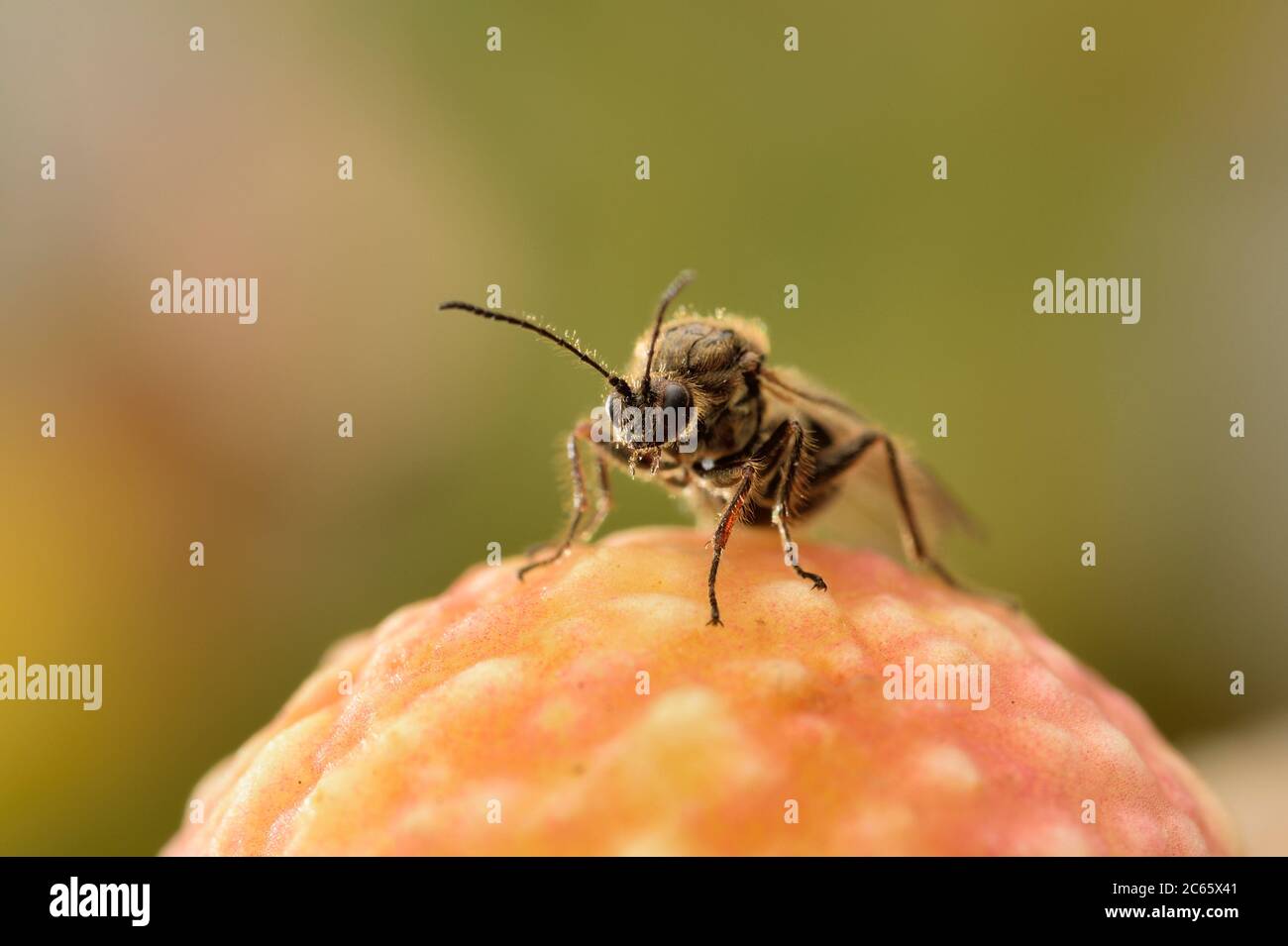 Common oak gall wasp (Cynips quercusfolii) are dropping in autumn with ...