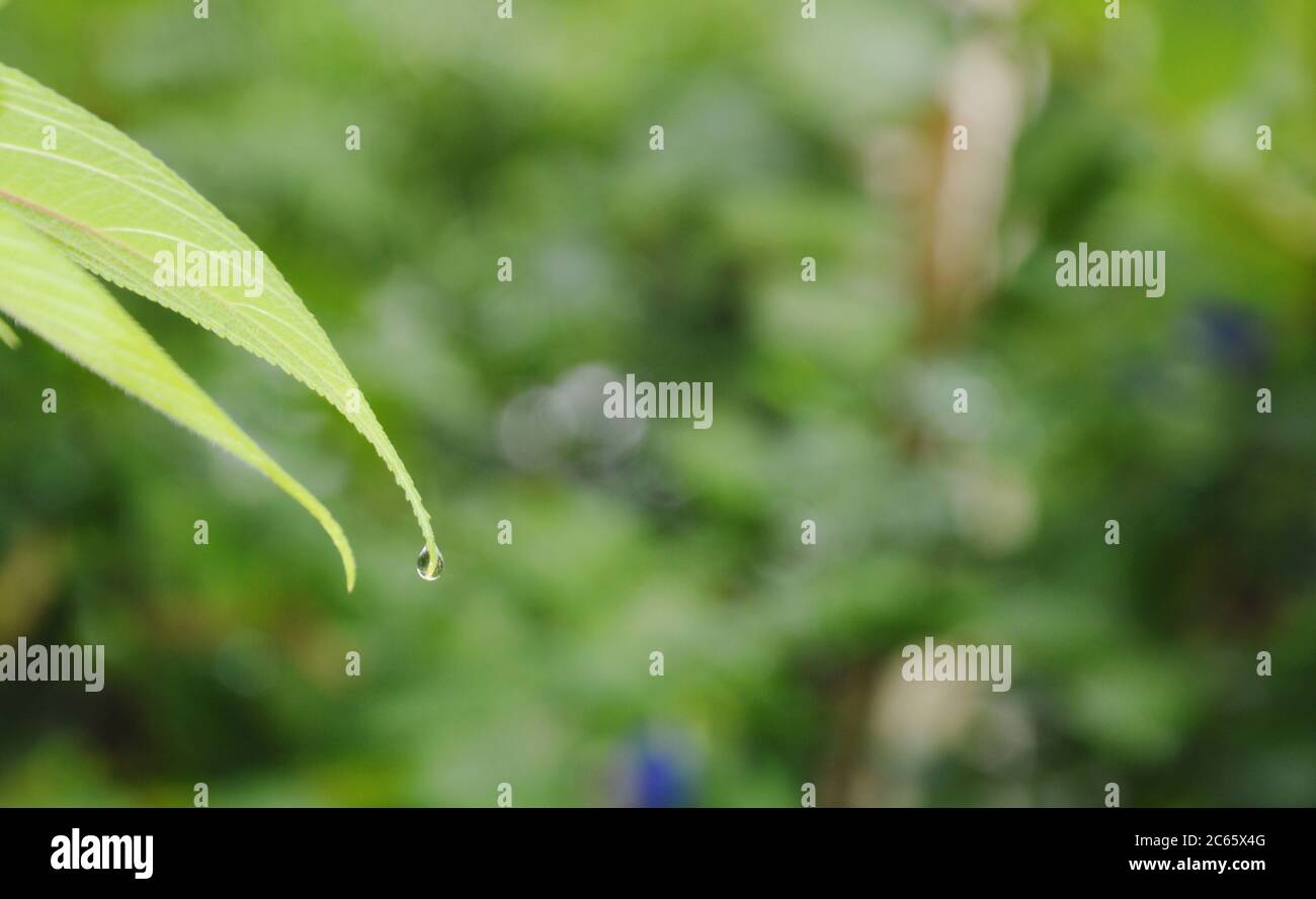 water drop from leaf in garden on rainy day Stock Photo - Alamy