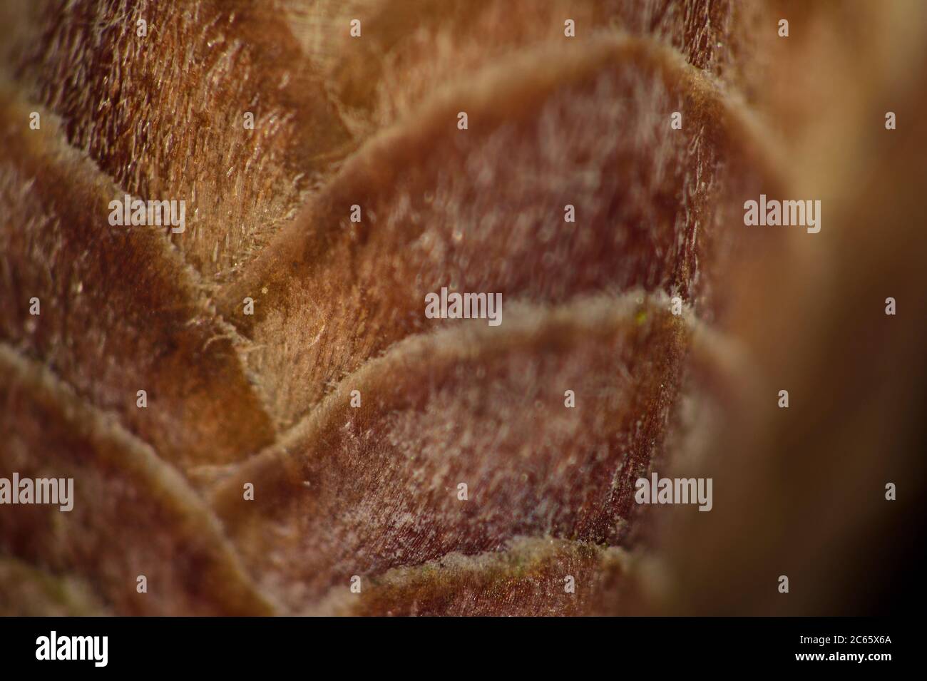 In the spring, the tree sap rises into the buds of the pedunculate oak ...