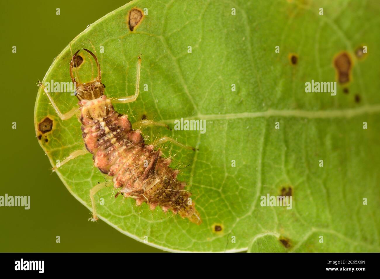 Lacewing larva hi-res stock photography and images - Alamy
