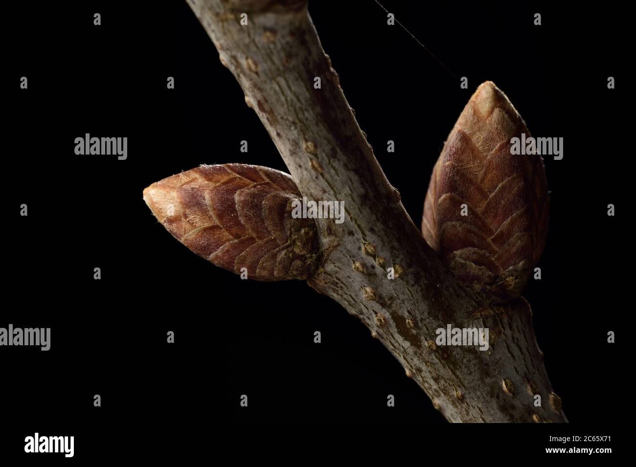 Sap spring hi-res stock photography and images - Alamy