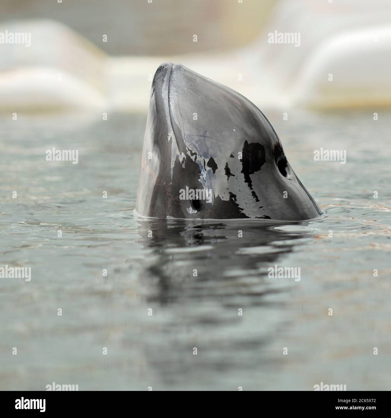 Harbour porpoise (Phocoena phocoena) Fjord&Bælt, Kerteminde Denmark ...