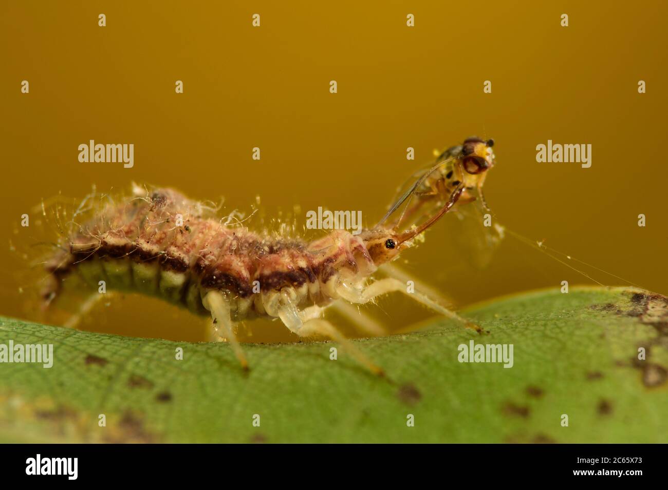 Lacewing larva (Nothochrysa fulviceps) on oak tree leaf. The larva is ...
