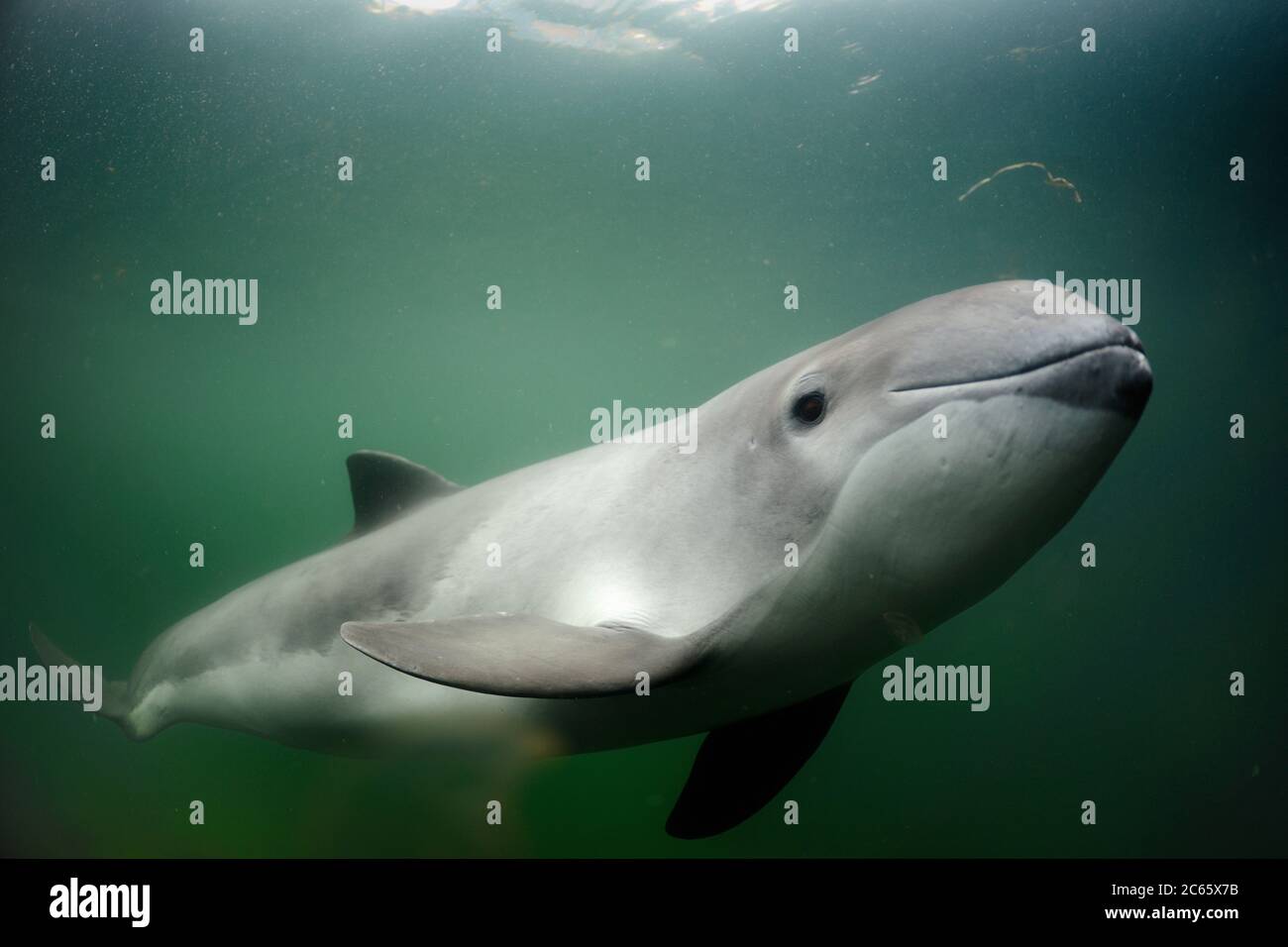 Harbour porpoise (Phocoena phocoena) Fjord&Bælt, Kerteminde Denmark ...