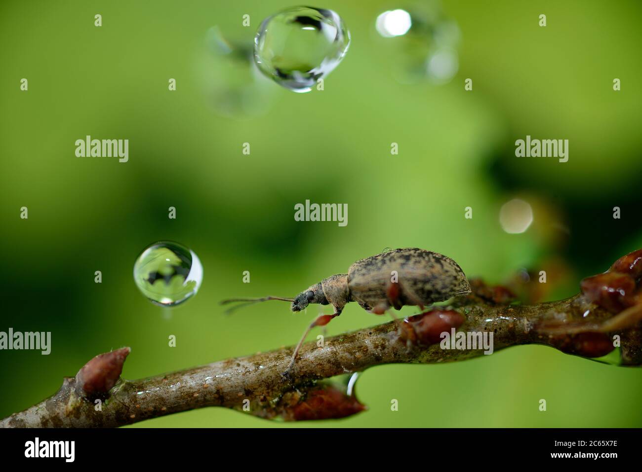 Glaucous leaf oak hi-res stock photography and images - Alamy