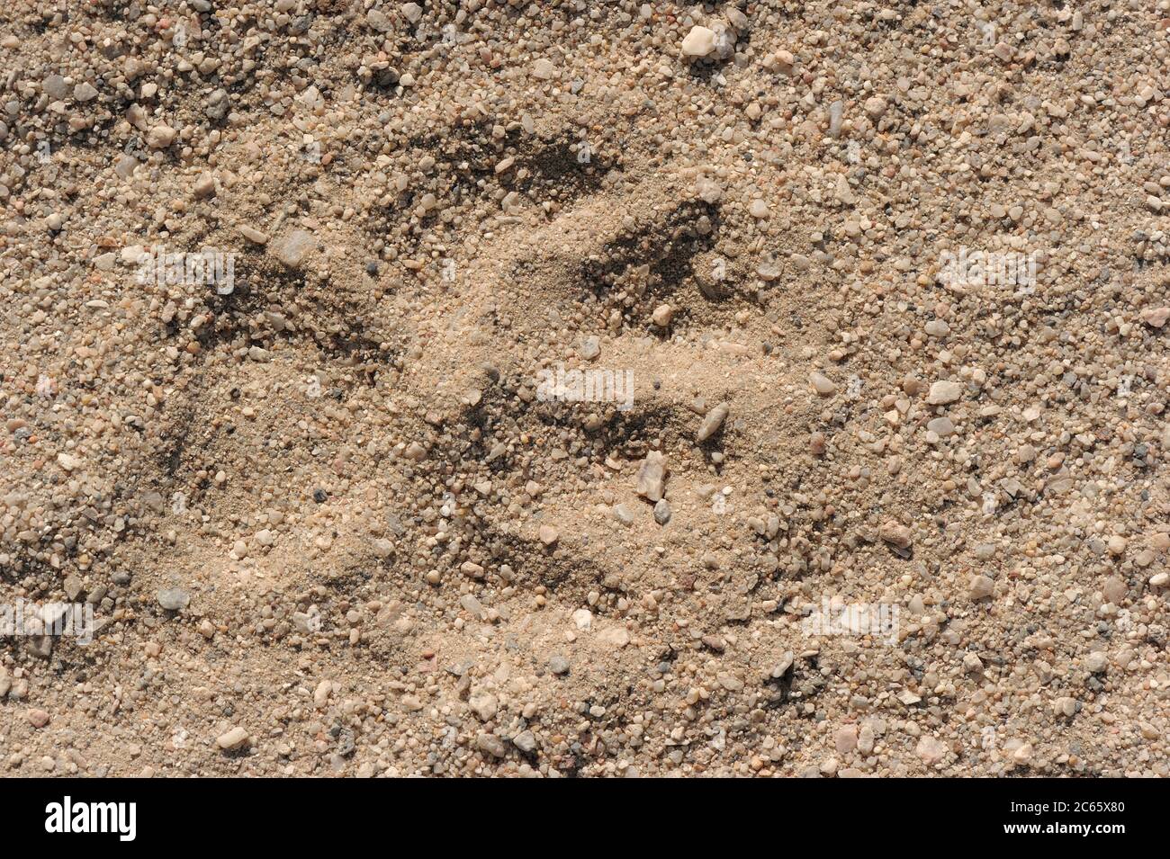 Footprint from the front leg of a Brown hyena (Parahyaena brunnea or ...