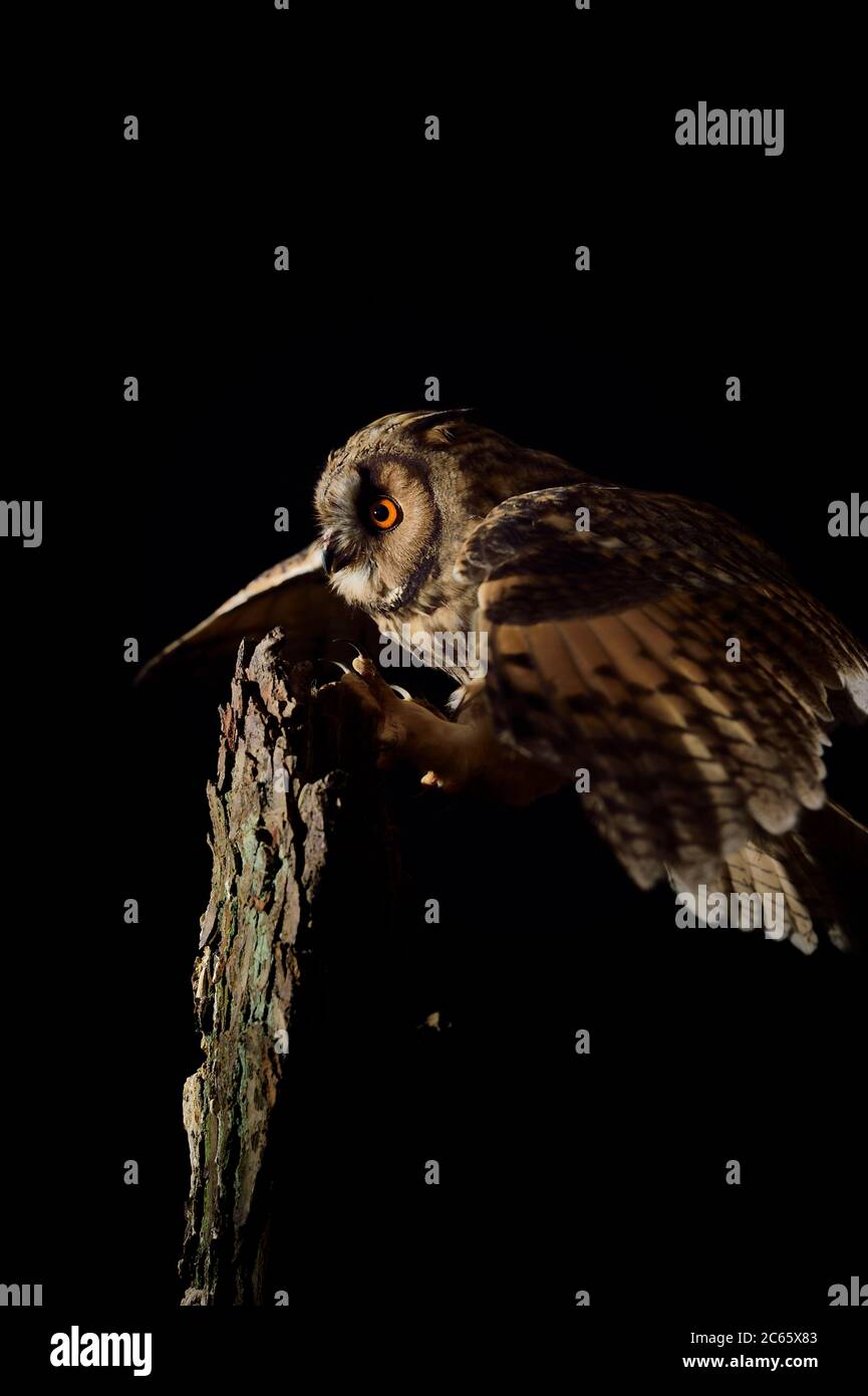 Taking off from oak tree snag hi-res stock photography and images - Alamy