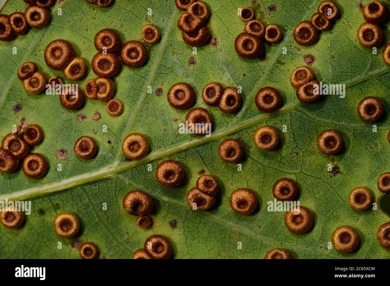 Oak spangle gall neuroterus numismalis on oak tree leaf hi-res stock ...