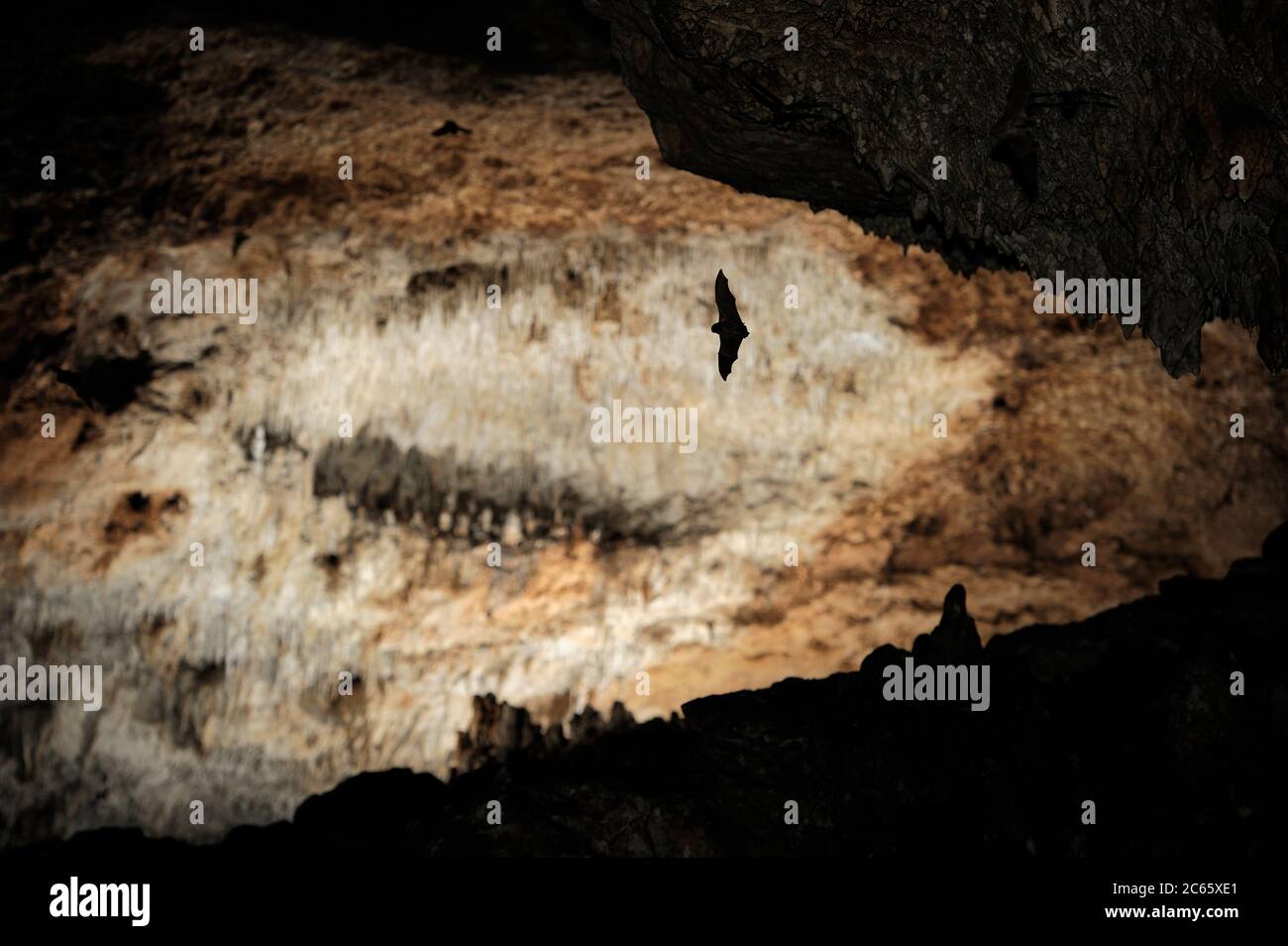 Schreiber's long fingered bat (Miniopterus schreibersi) - Grotta Monte ...