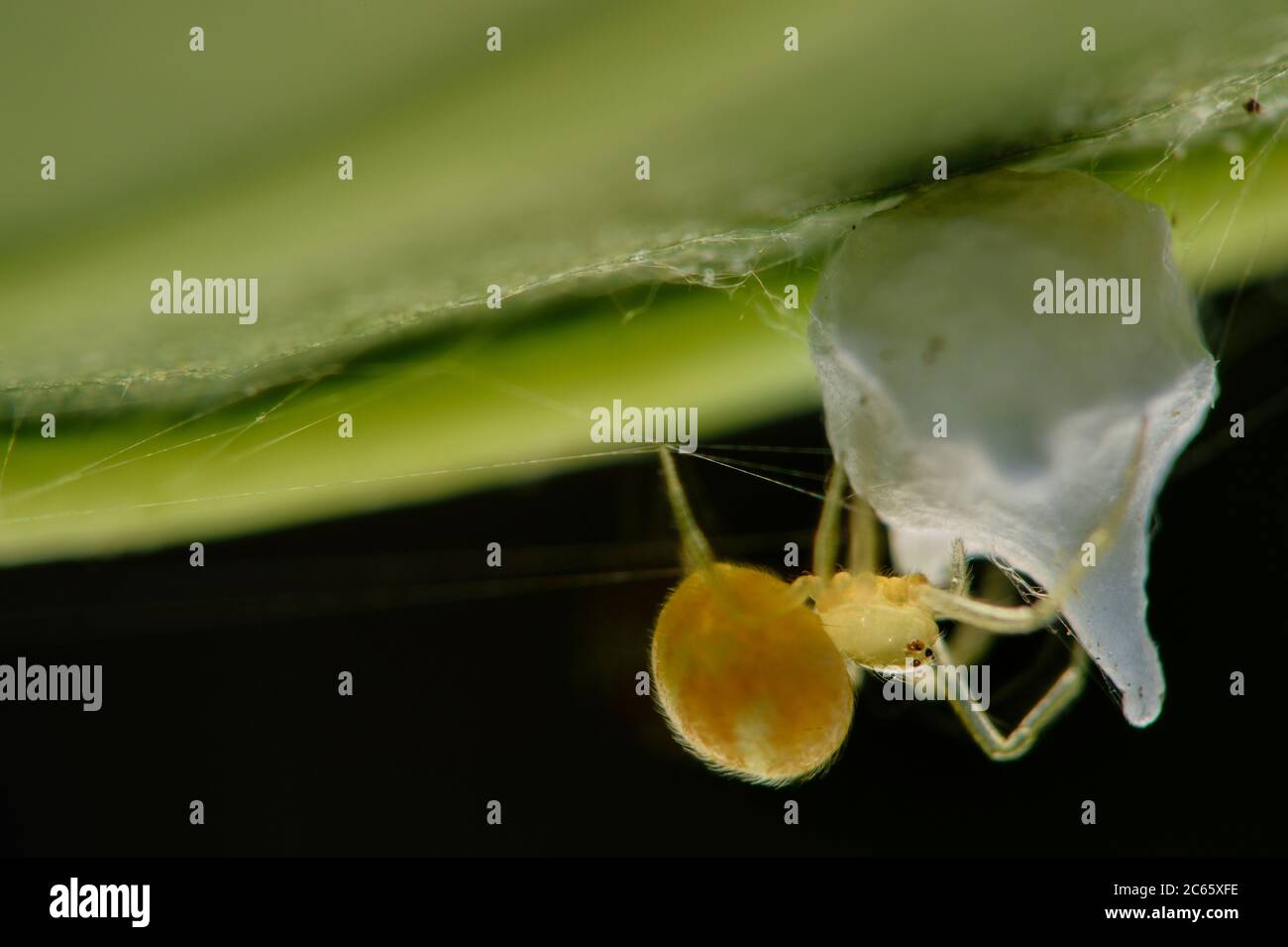 Spider egg cocoon hi-res stock photography and images - Alamy