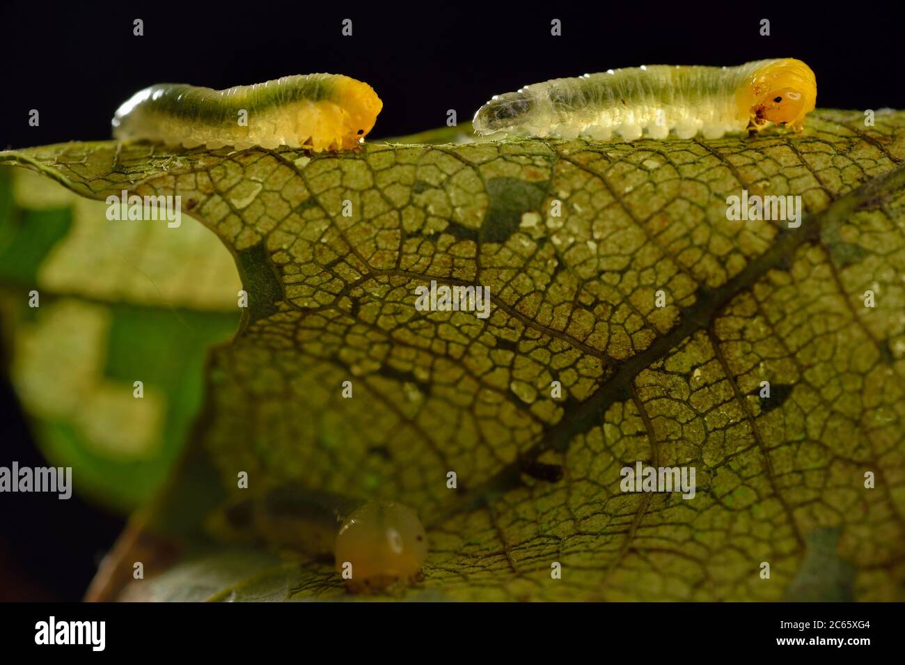 Small linden leaf wasp caliroa annulipes hi-res stock photography and ...