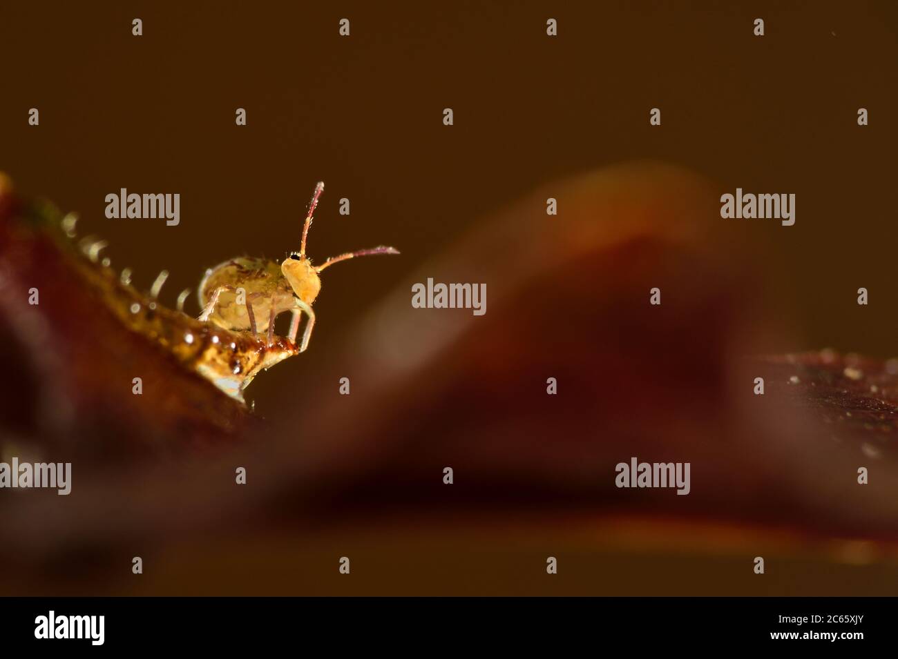 Soil Insects High Resolution Stock Photography and Images - Alamy