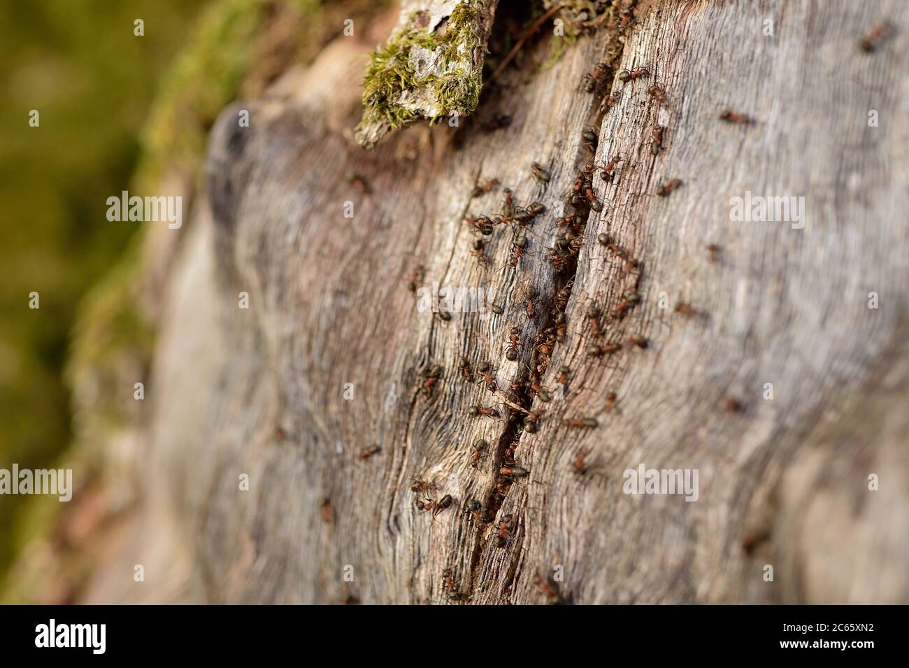 Oak ants hi-res stock photography and images - Alamy