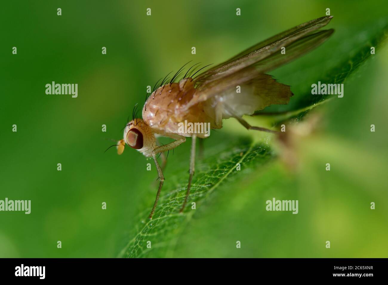 Meiosimyza hi-res stock photography and images - Alamy