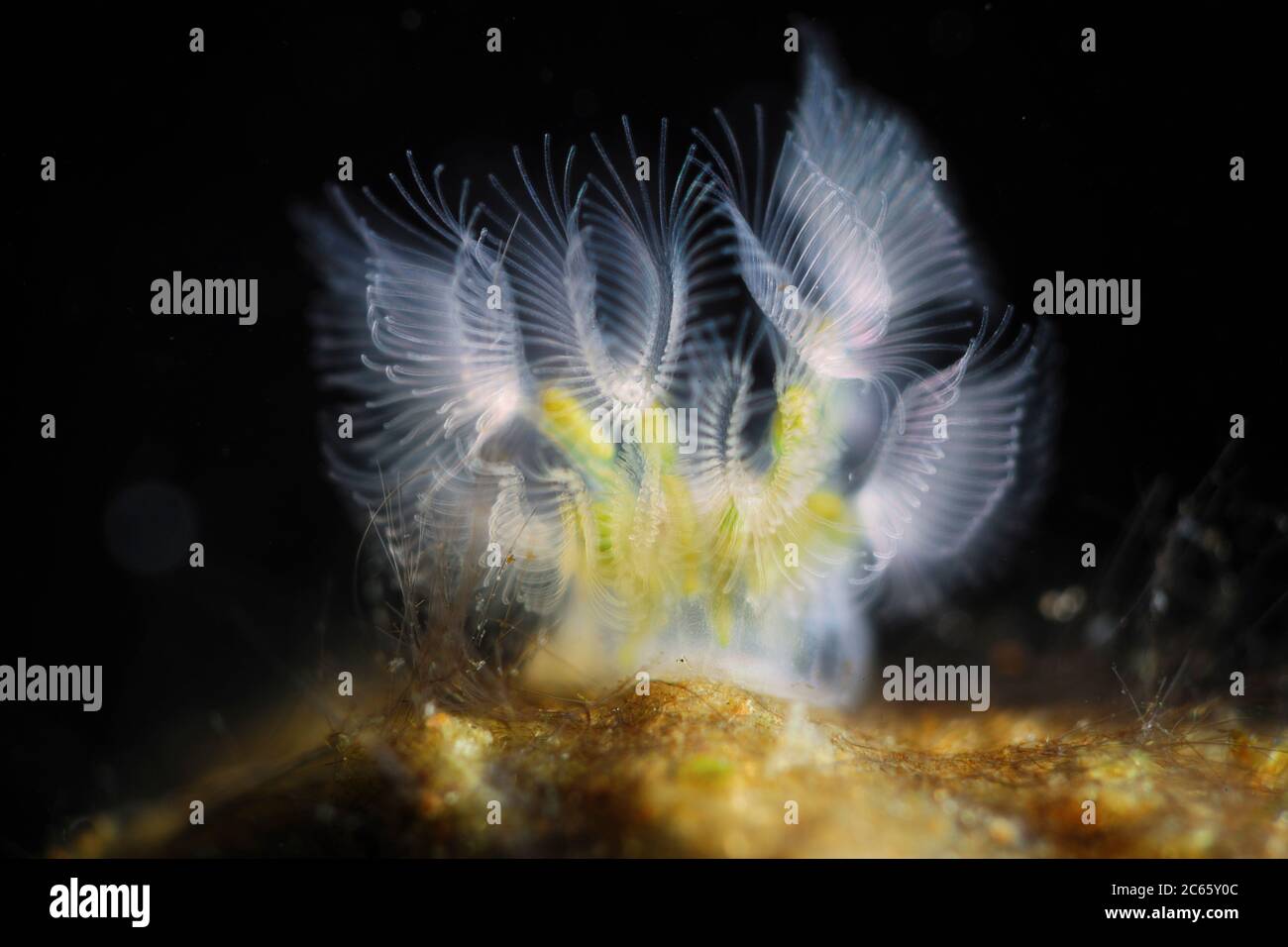 Bryozoa High Resolution Stock Photography and Images - Alamy