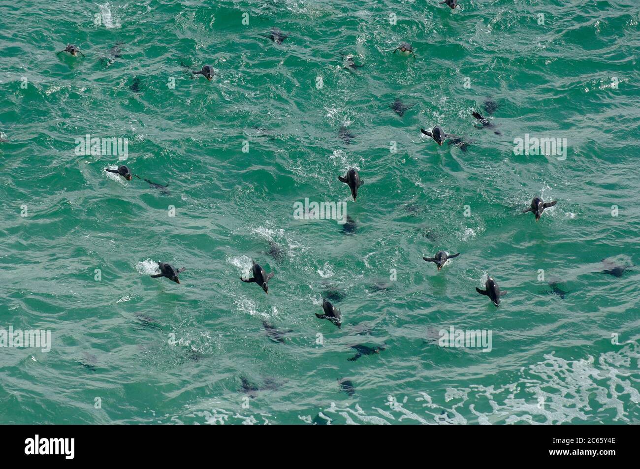 With its streamlined body shape the rockhopper penguin (Eudyptes ...