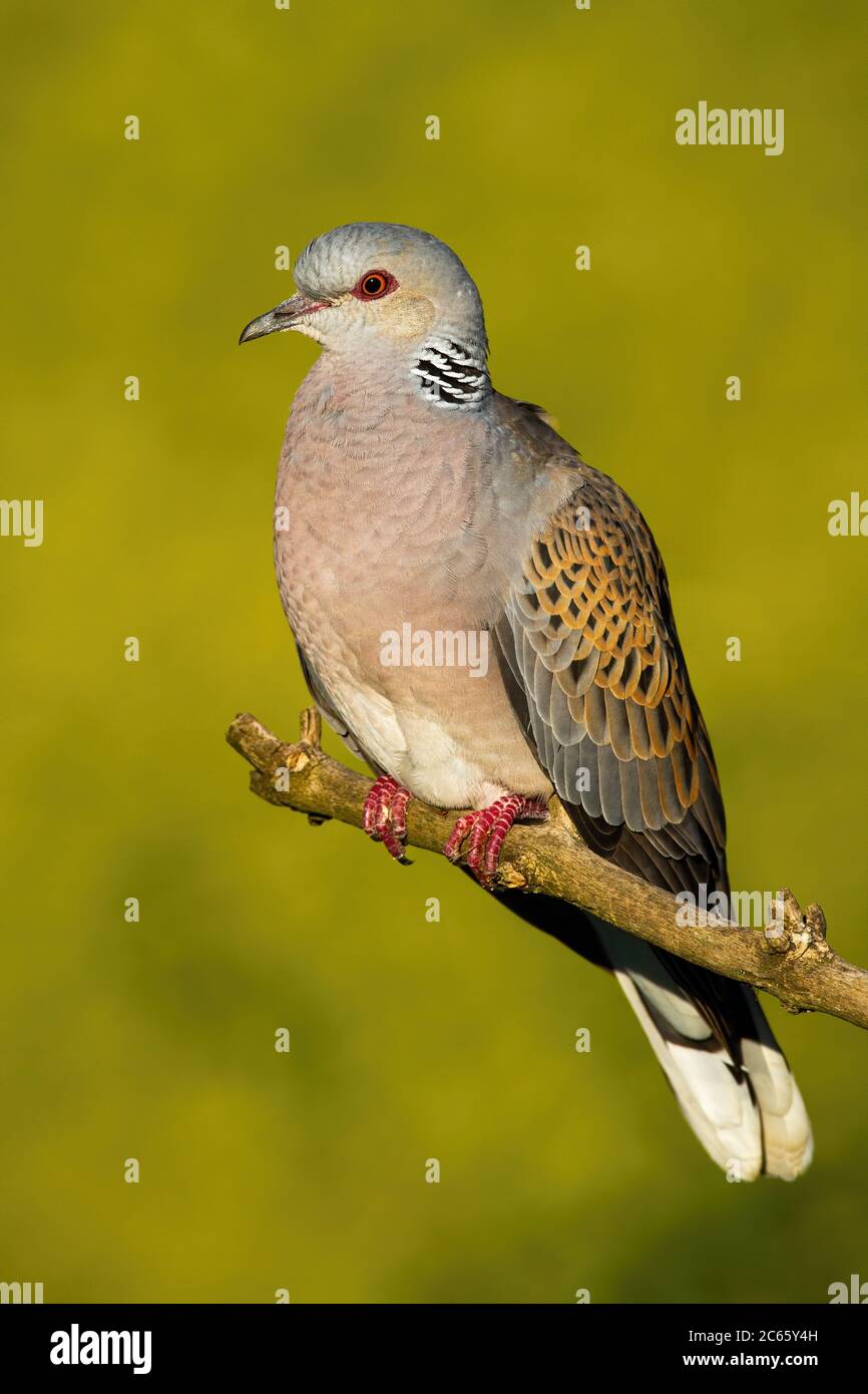 Turtle dove pattern hi-res stock photography and images - Alamy