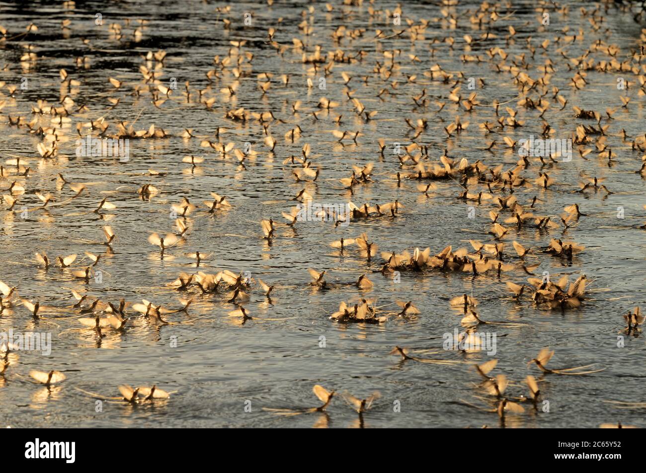 About half an hour after the male long-tailed mayflies (Palingenia ...