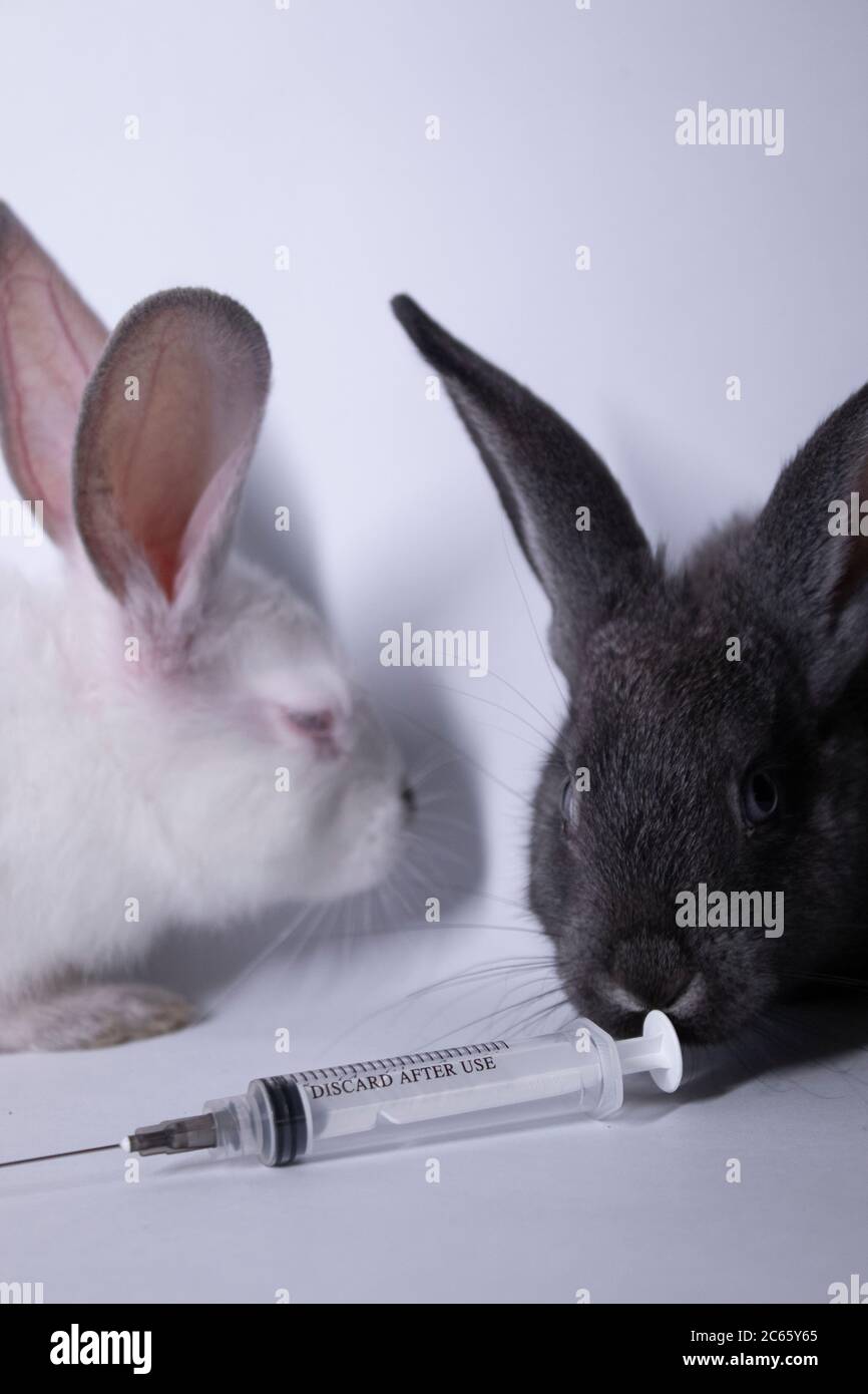 scared white and gray rabbits-bunnies near an injection-syringe. copy ...