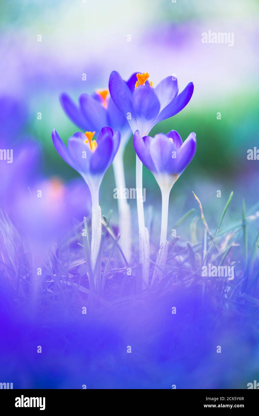 Early Crocus, Boerenkrokus, Crocus tomassinianus Stock Photo - Alamy