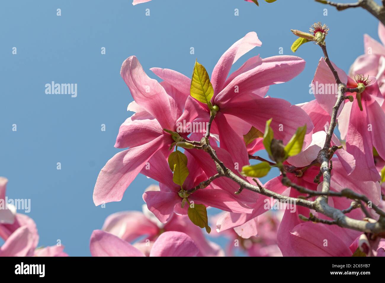 Magnolia galaxy hi-res stock photography and images - Alamy