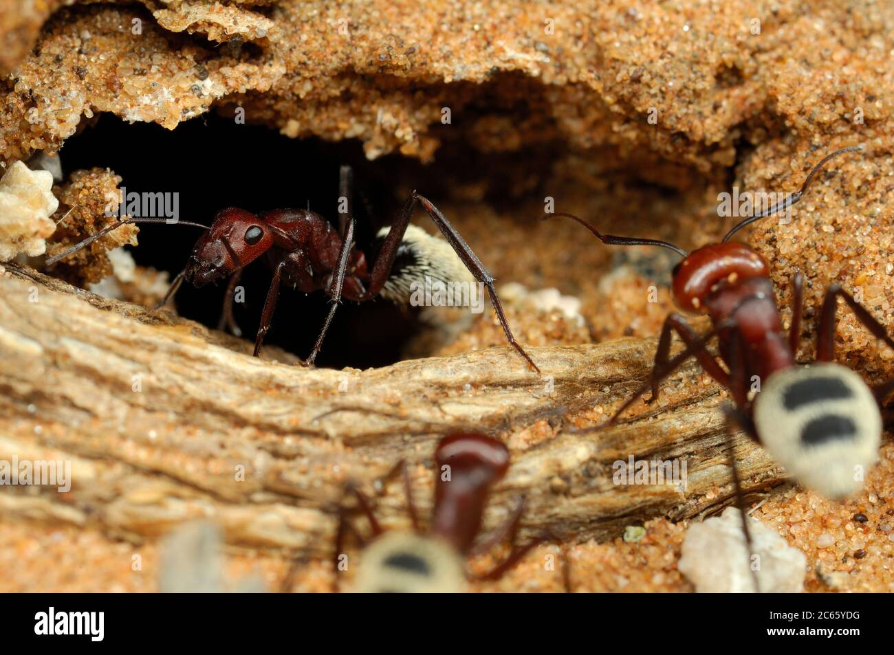 Insects nests hi-res stock photography and images - Alamy