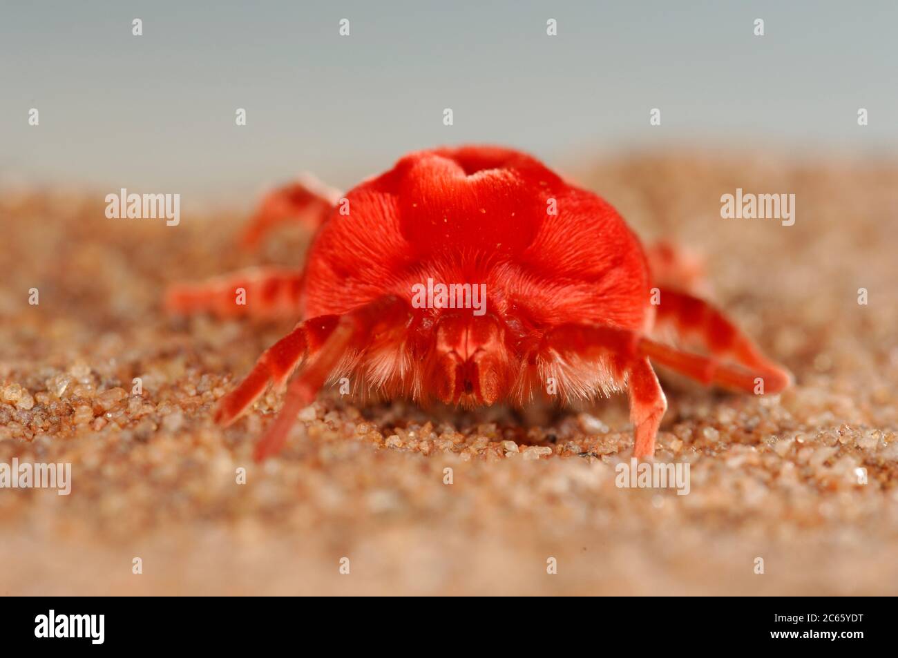 Giant Red Mite Stock Photo - Alamy