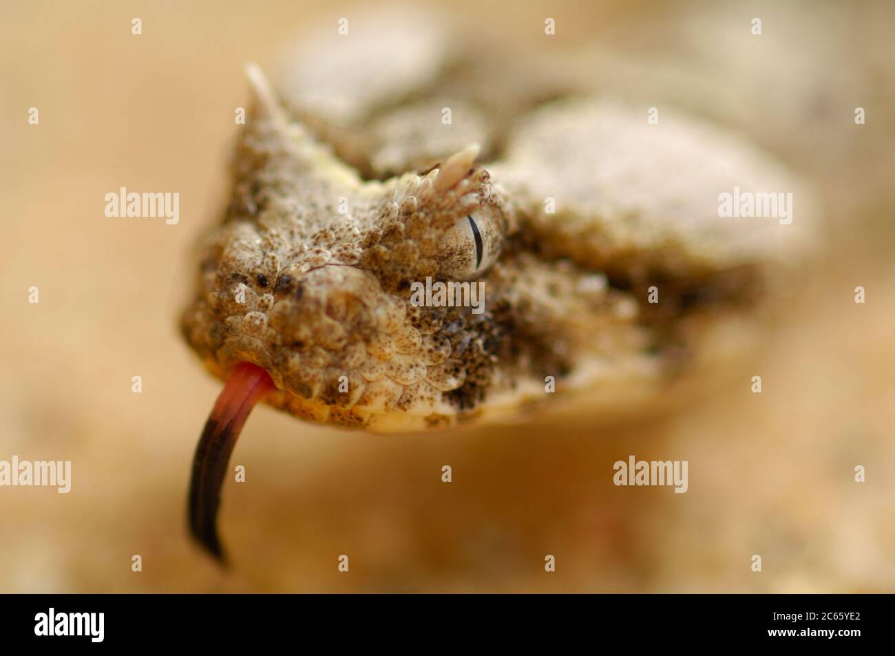 Horned Adder (Bitis caudalis) Namib Desert sand dune Stock Photo - Alamy