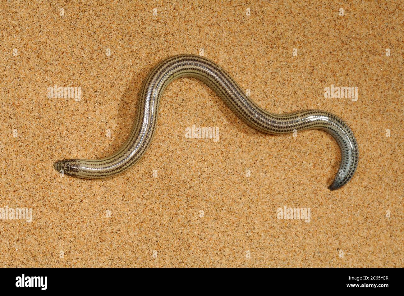 FitzSimons Burrowing Skink, Short Blind Dart Skink (Typhlacontias ...