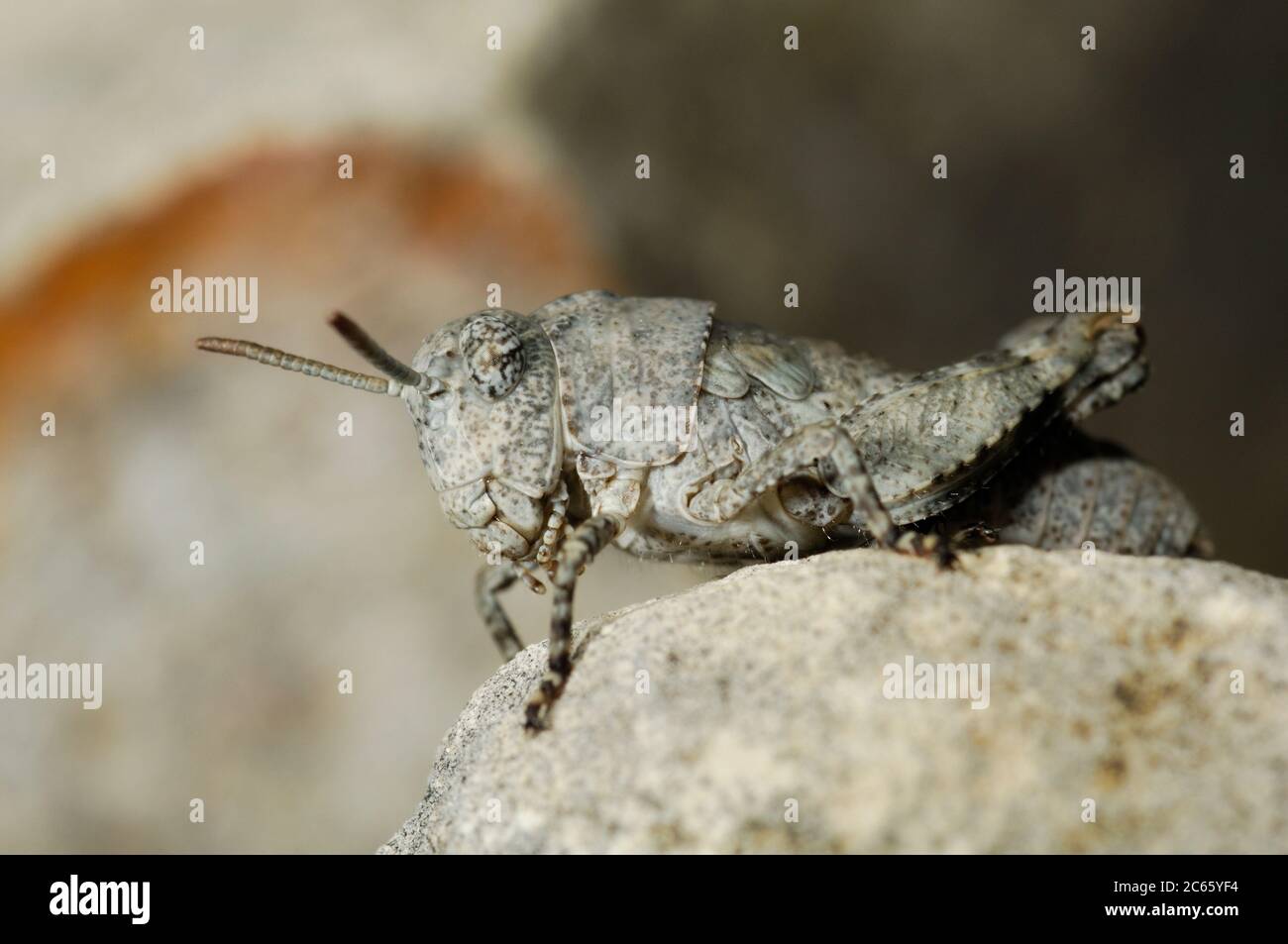 Larva of the German grasshopper (Oedipoda germanica Stock Photo - Alamy