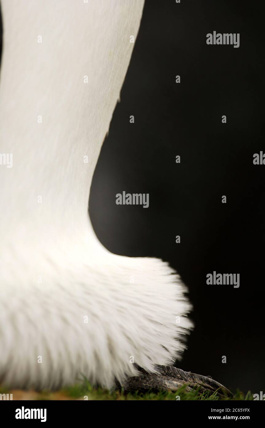 On the feet hi-res stock photography and images - Alamy