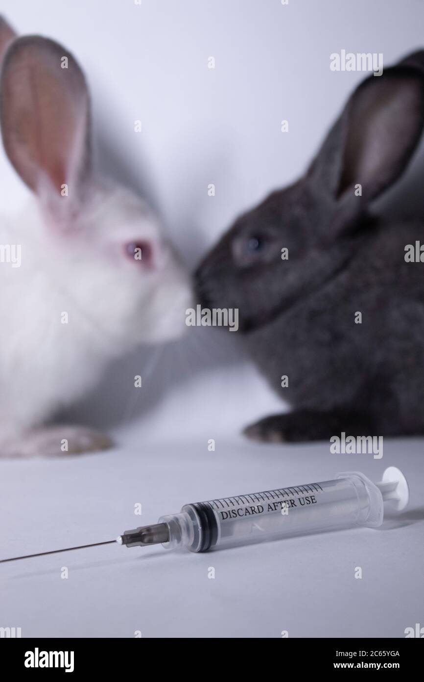 scared white and gray rabbits near an injection. copy space. veterinary ...