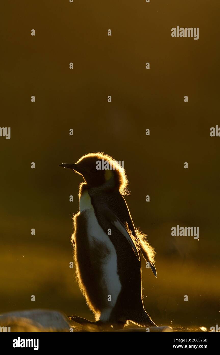 First molt hi-res stock photography and images - Alamy