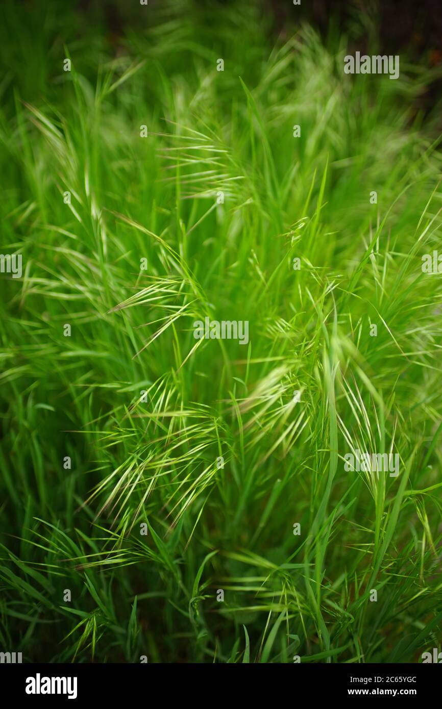 Lush green grass grow in a summer field Stock Photo - Alamy