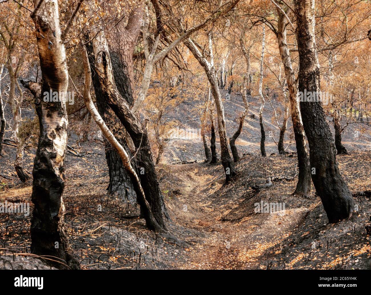 Fire damaged woodland on Cannock Chase in Staffordshire Stock Photo - Alamy