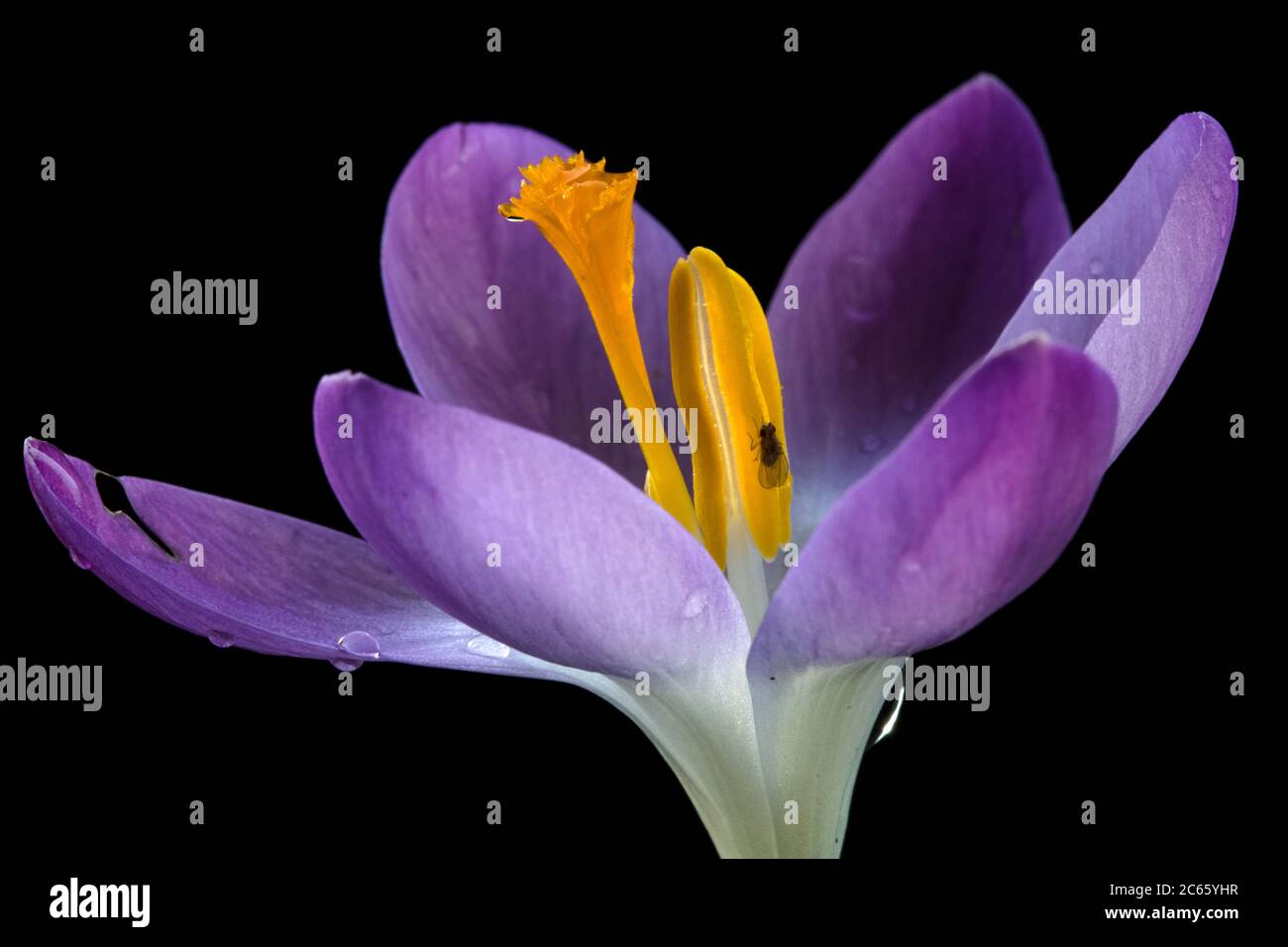 Early Crocus, Crocus tommasinianus Stock Photo - Alamy