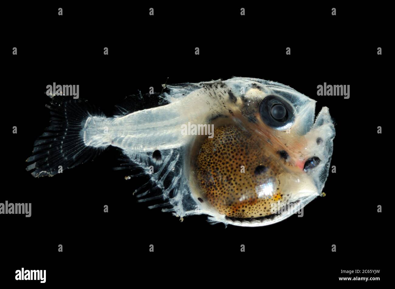 Hatchetfish