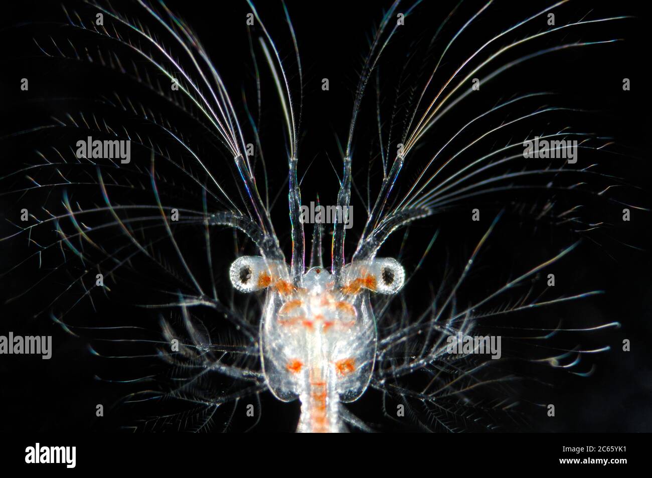 Decapod deep sea hi-res stock photography and images - Alamy