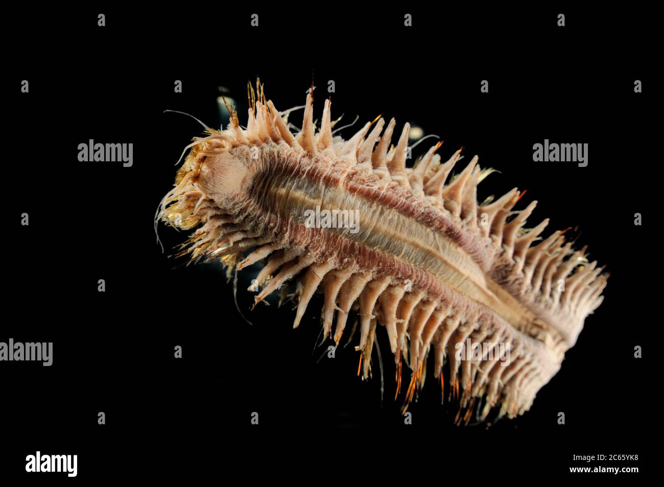 Scale worm hi-res stock photography and images - Alamy