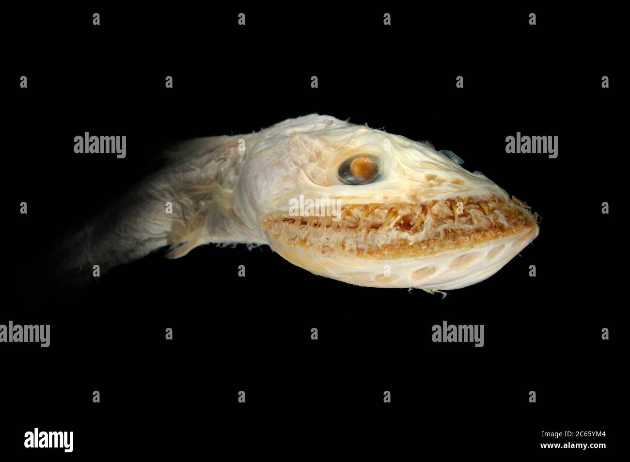 Abyssal fishes hi-res stock photography and images - Alamy