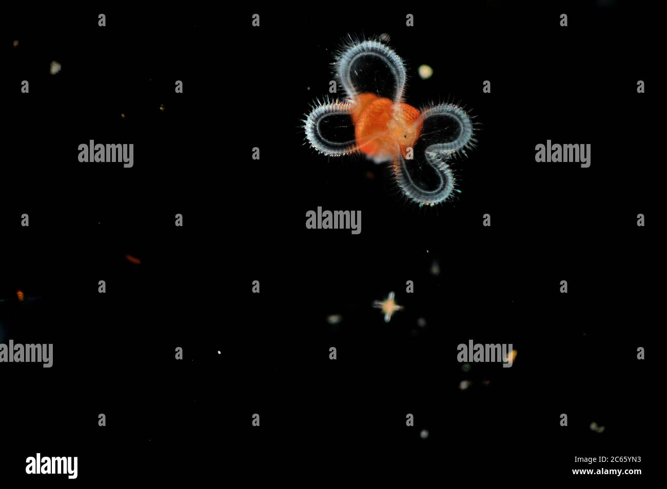 Sea creature larvae hi-res stock photography and images - Alamy