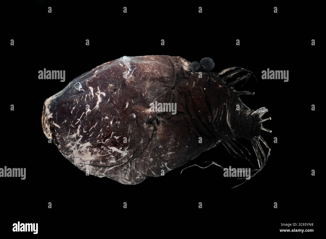 Anglerfish deep sea hi-res stock photography and images - Alamy