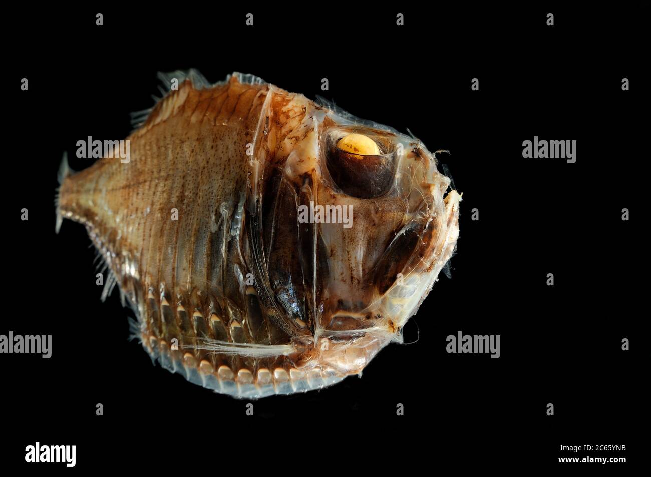 Abyssal Zone Angler Fish